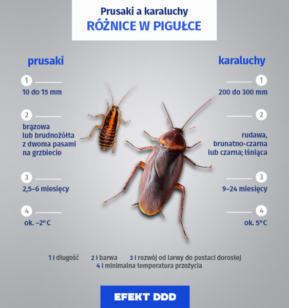Prusaki a karaluchy – jak rozpoznać intruza w domu?